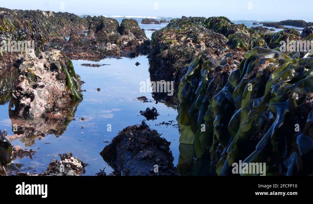 Low tide beach with pools Stock Videos & Footage - HD and 4K Video ...