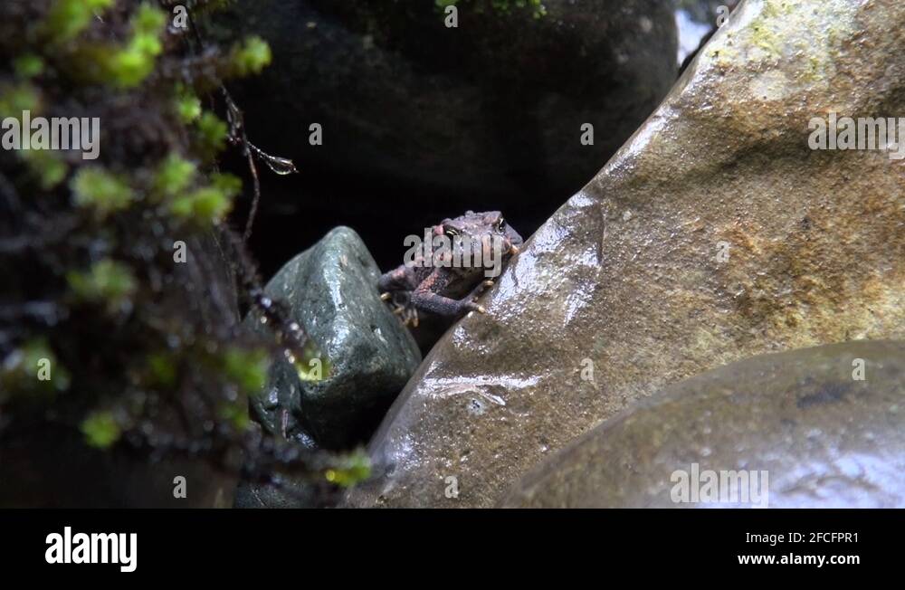 Contentedly Stock Videos & Footage - HD and 4K Video Clips - Alamy