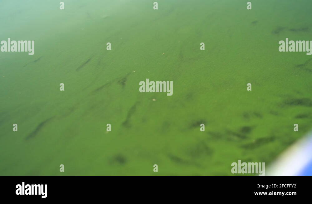 Water with algae on board the boat Stock Video Footage - Alamy