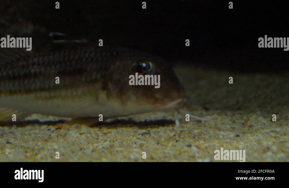 Fish with barbels Stock Videos & Footage - HD and 4K Video Clips - Alamy