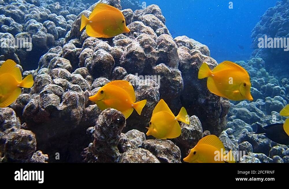 Hawaii coral reef underwater marine life fish Stock Videos & Footage ...
