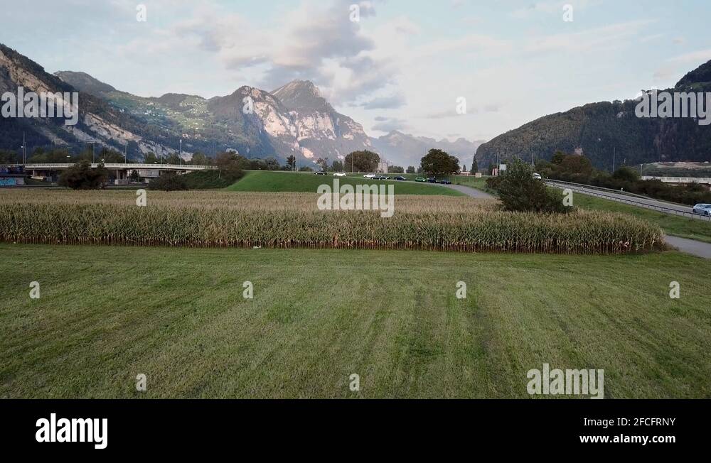 Thriving corn crop Stock Videos & Footage - HD and 4K Video Clips - Alamy