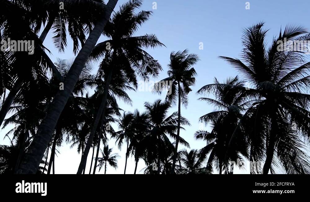 Coconut trees wallpaper Stock Videos & Footage - HD and 4K Video Clips ...