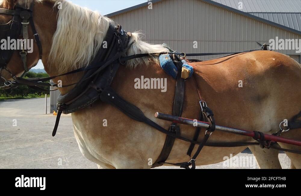 _work_horse Stock Videos & Footage - HD and 4K Video Clips - Alamy
