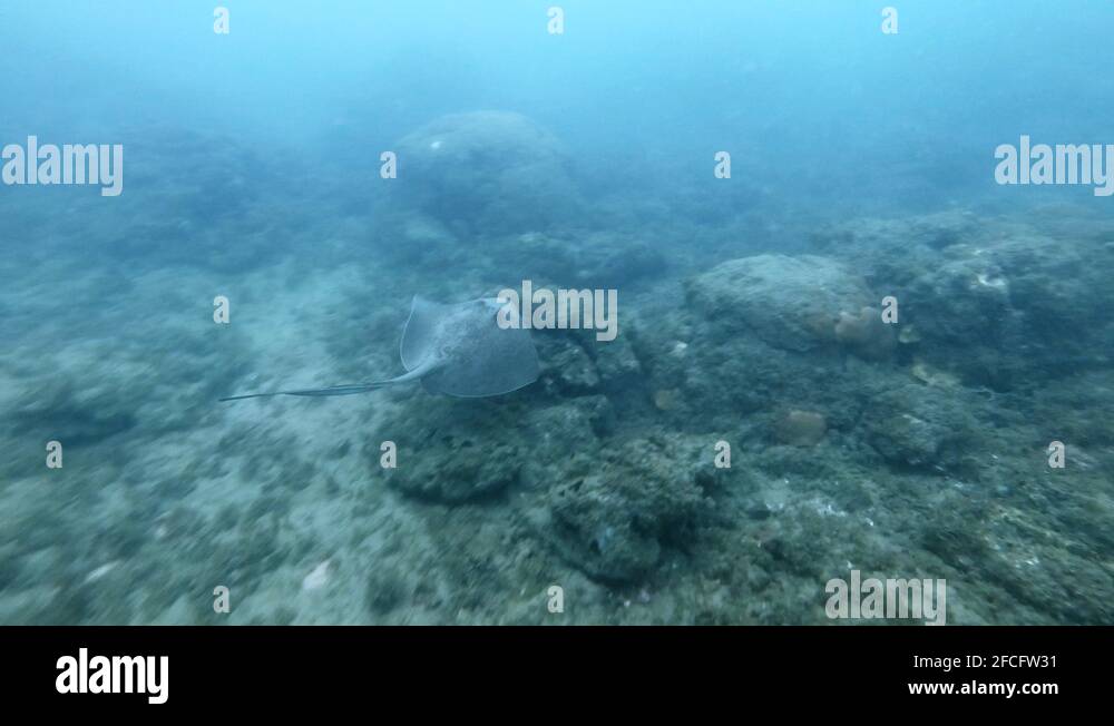 Sting ray caribbean Stock Videos & Footage - HD and 4K Video Clips - Alamy