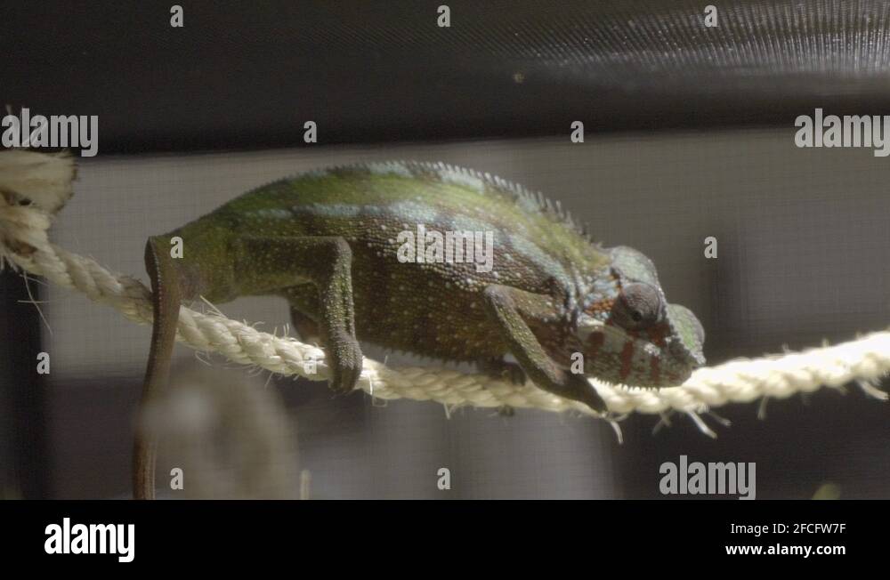 Cameleon Stock Videos & Footage - HD and 4K Video Clips - Alamy