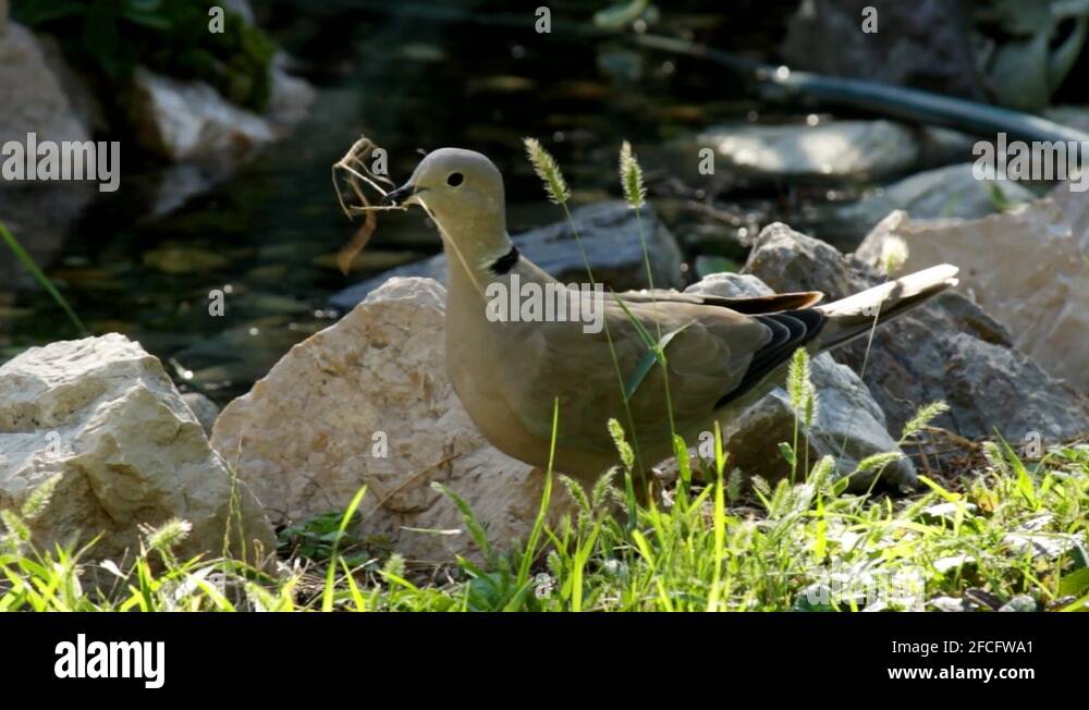 Collecting twigs for nest Stock Videos & Footage - HD and 4K Video ...