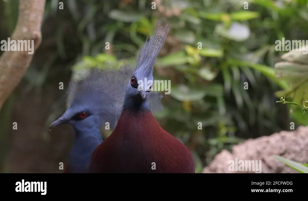 Pigeon looking at camera Stock Videos & Footage - HD and 4K Video Clips ...
