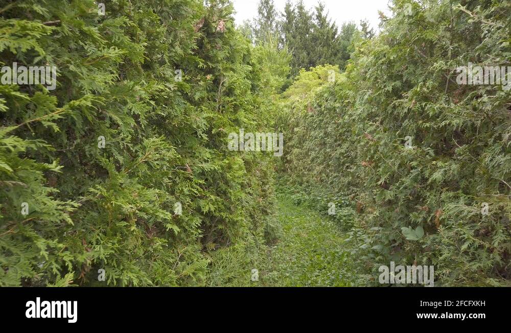 Maze pathway Stock Videos & Footage - HD and 4K Video Clips - Alamy