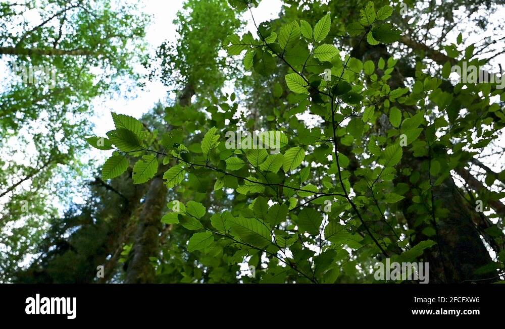 Oval leaves Stock Videos & Footage - HD and 4K Video Clips - Alamy