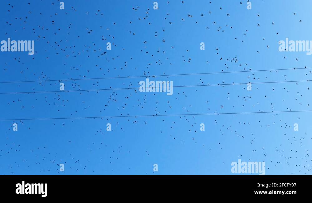 Bid flying Stock Videos & Footage - HD and 4K Video Clips - Alamy