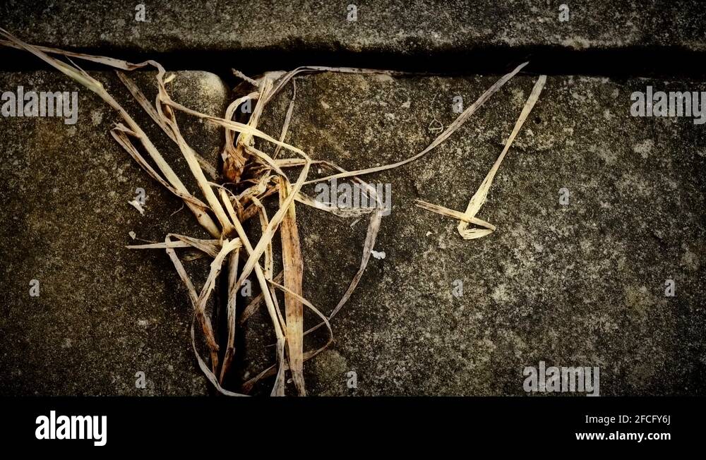 Dead weed plant Stock Videos & Footage - HD and 4K Video Clips - Alamy
