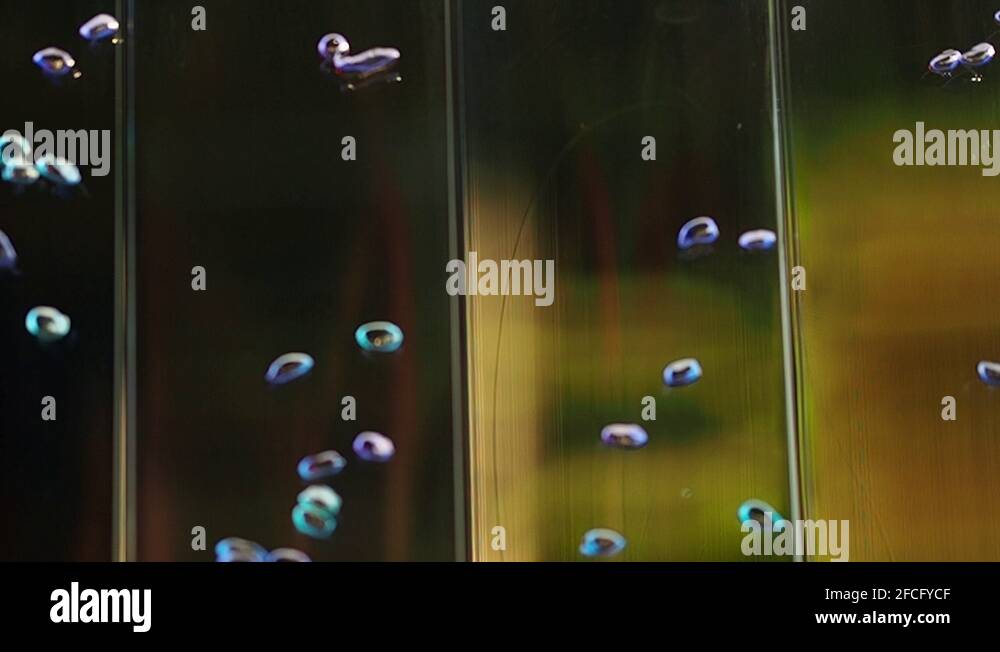 Water bubbles going up. Beautiful motion bubbles on colour backgrounds ...