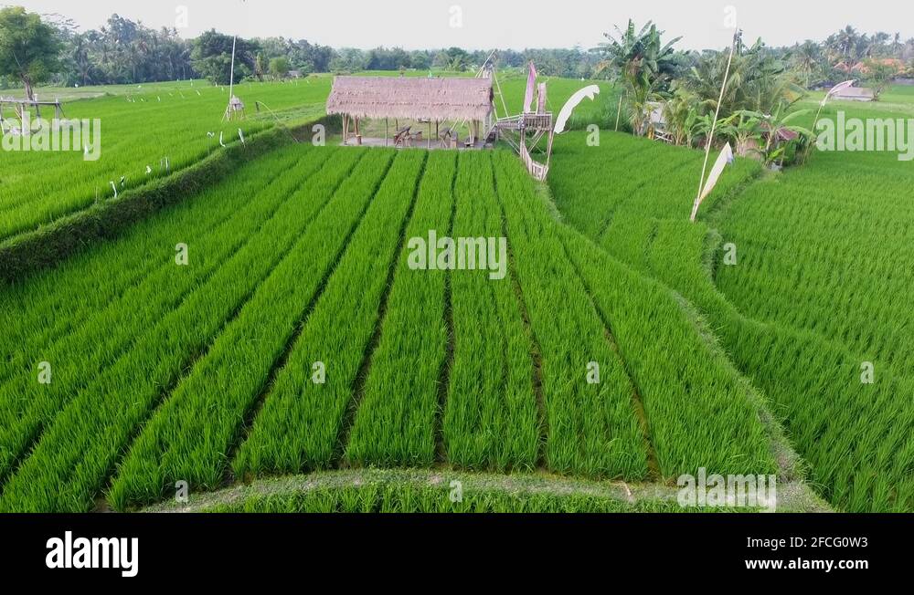 Traditional farming hut Stock Videos & Footage - HD and 4K Video Clips ...