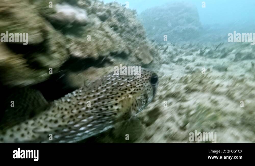 Underwater diver following fish Stock Videos & Footage - HD and 4K ...