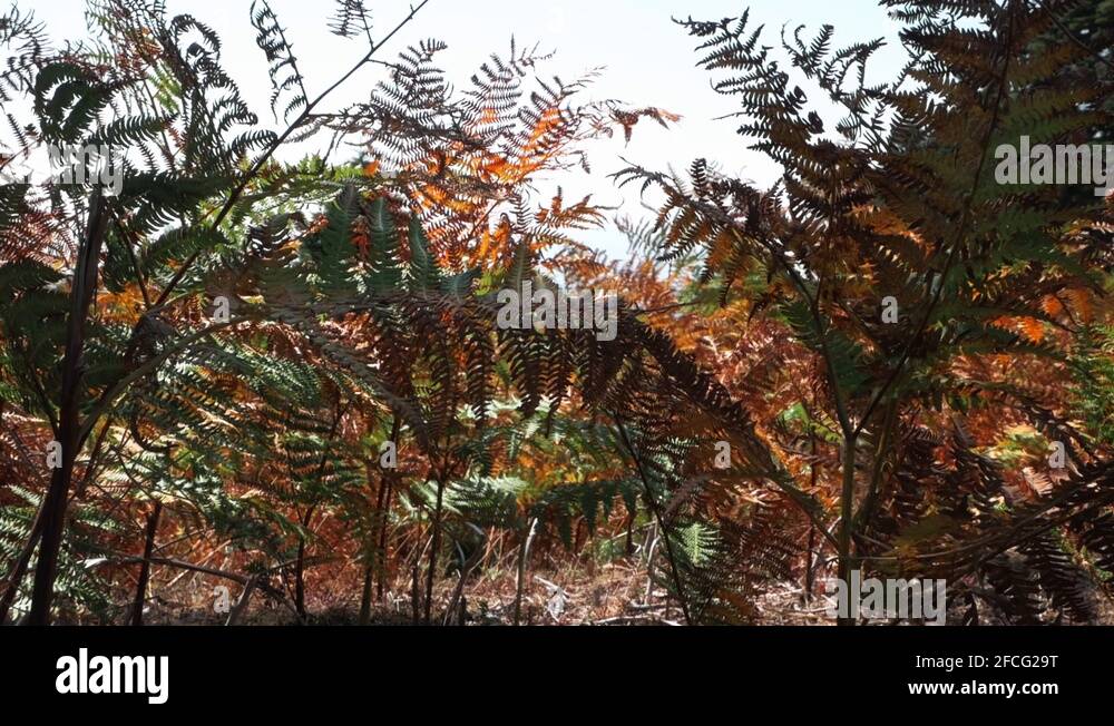 Sea fern Stock Videos & Footage - HD and 4K Video Clips - Alamy