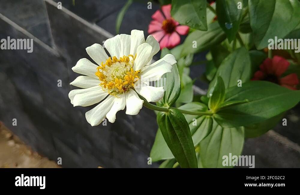 Youth and age flower Stock Videos & Footage - HD and 4K Video Clips - Alamy