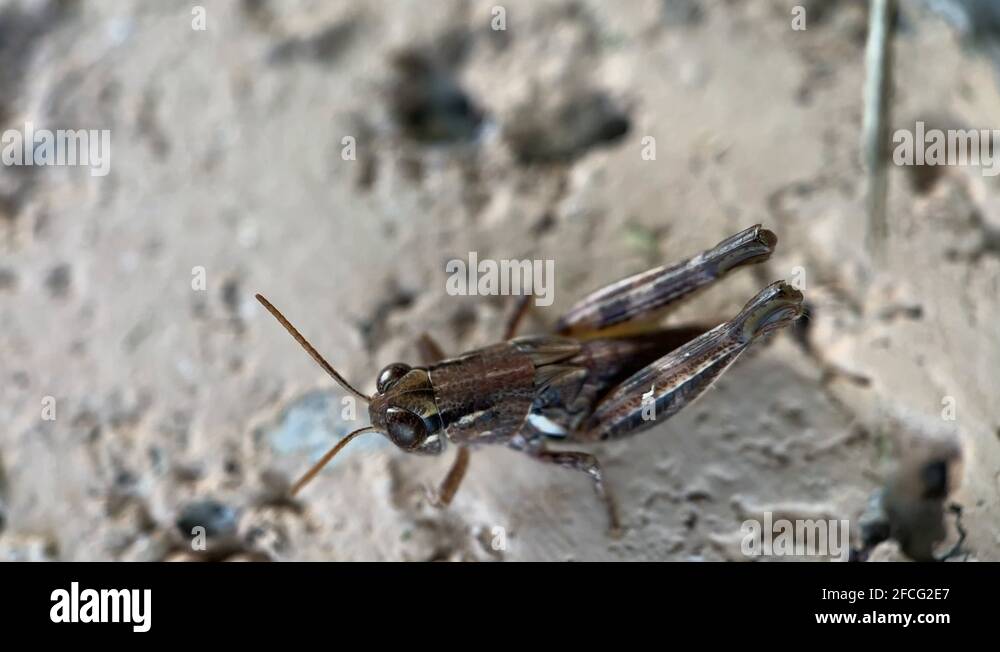White grasshopper Stock Videos & Footage - HD and 4K Video Clips - Alamy