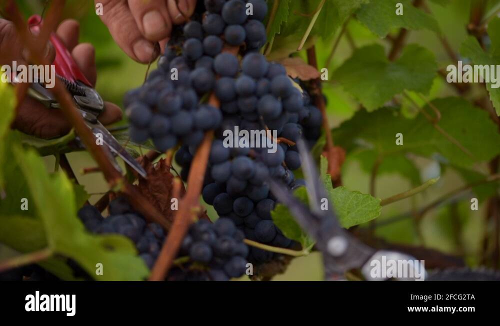 Grapevine vine Stock Videos & Footage - HD and 4K Video Clips - Alamy