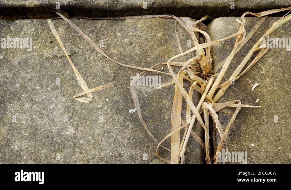 Dying weed Stock Videos & Footage - HD and 4K Video Clips - Alamy