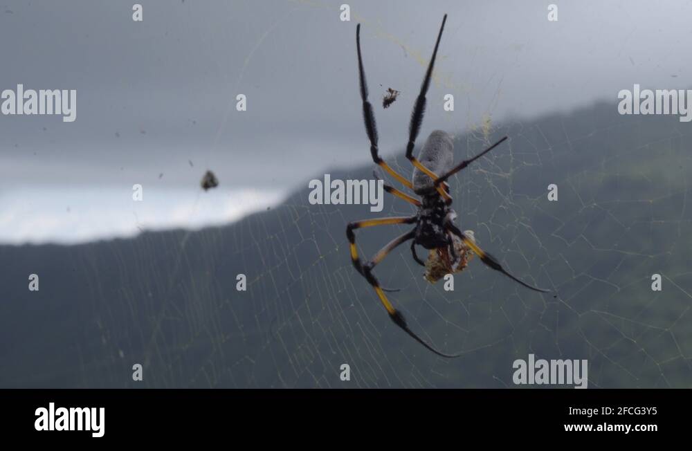 Spider island Stock Videos & Footage - HD and 4K Video Clips - Alamy