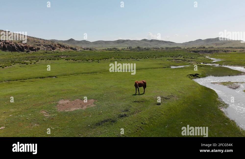 Green steppe Stock Videos & Footage - HD and 4K Video Clips - Alamy