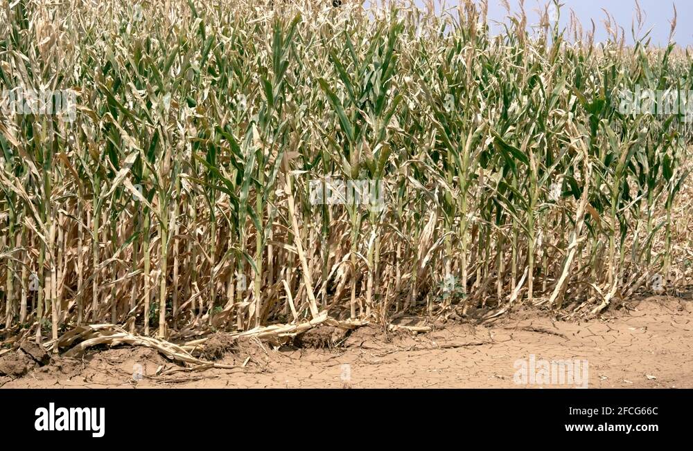 Blade of corn Stock Videos & Footage - HD and 4K Video Clips - Alamy