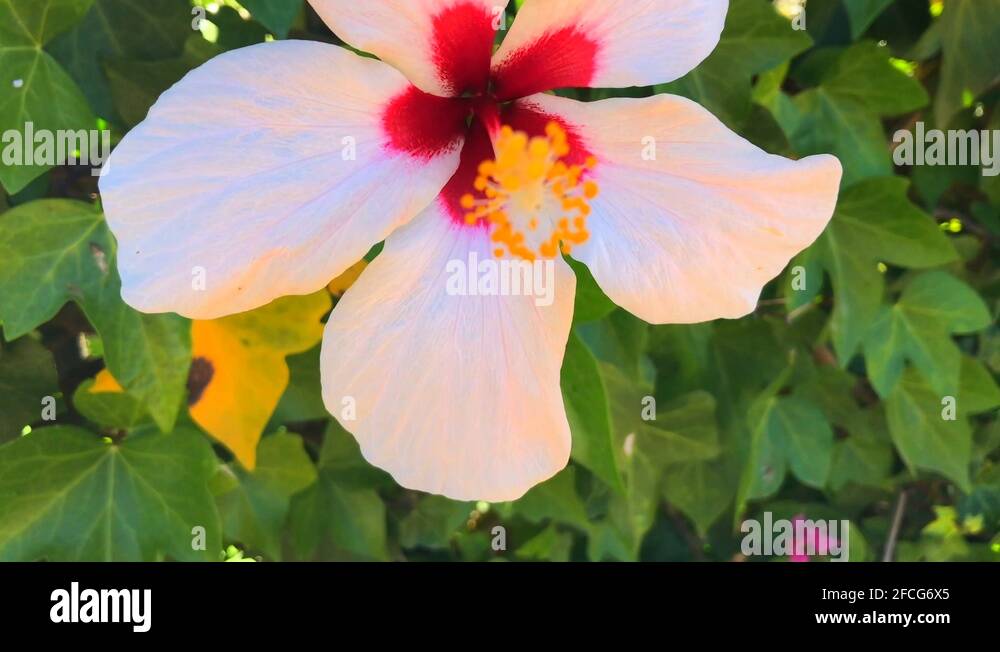 Hawaiian hibiscus bush Stock Videos & Footage - HD and 4K Video Clips ...