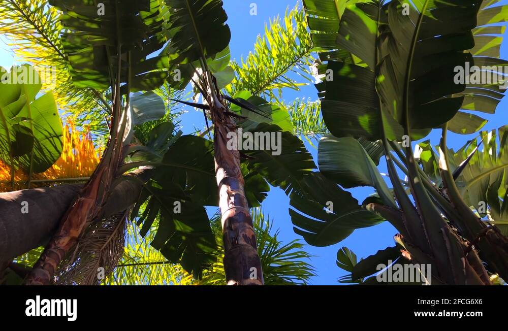Underneath the palm trees Stock Videos & Footage - HD and 4K Video ...