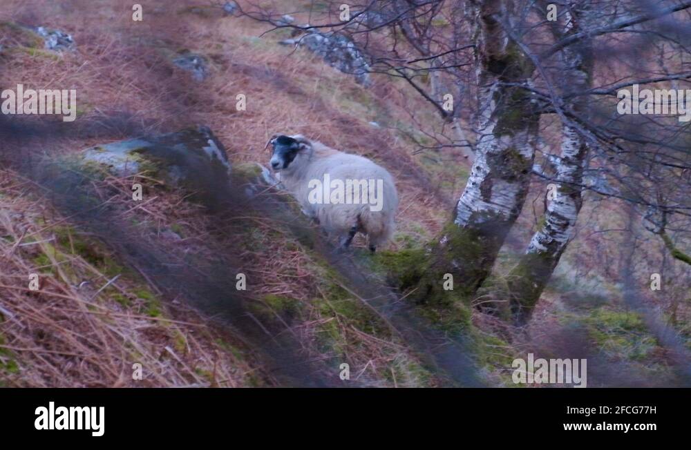 Mountain sheep uk Stock Videos & Footage - HD and 4K Video Clips - Alamy