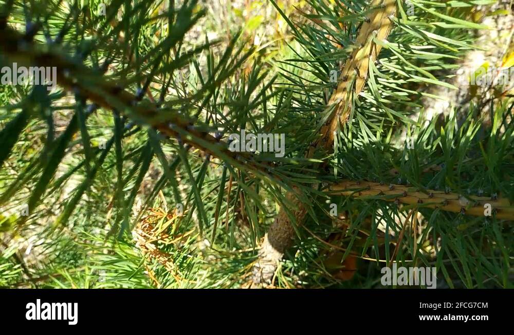 Arid plant species Stock Videos & Footage - HD and 4K Video Clips - Alamy