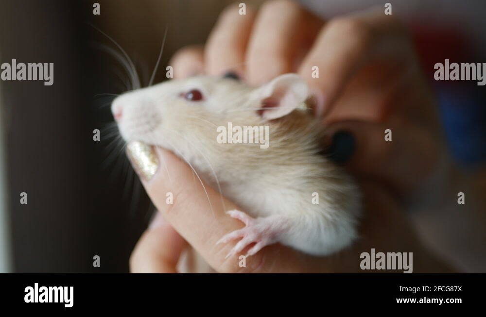 Funny rat in hands Stock Videos & Footage - HD and 4K Video Clips - Alamy