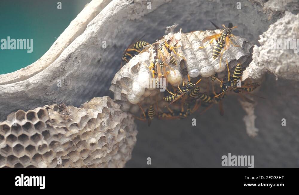 wasps under the roof of the house pests. wasps nest. wild wasp slow ...