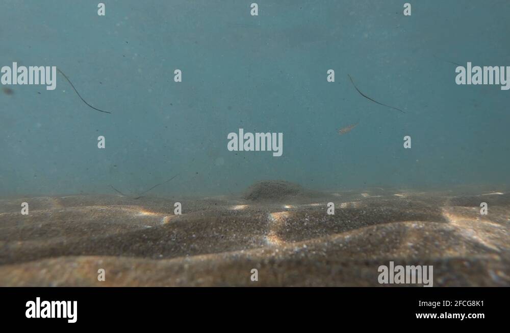 Underwater fine sand particles floating in ocean water Stock Video ...