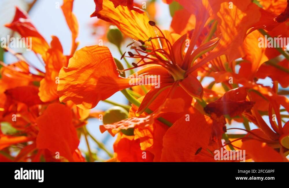 Flamboyant flower Stock Videos & Footage - HD and 4K Video Clips - Alamy