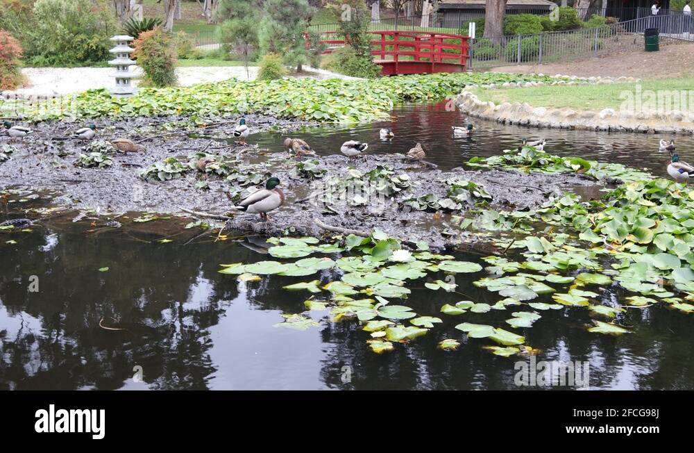 Japanese Garden at Kenneth Hahn State Park Recreation Area Stock Video ...