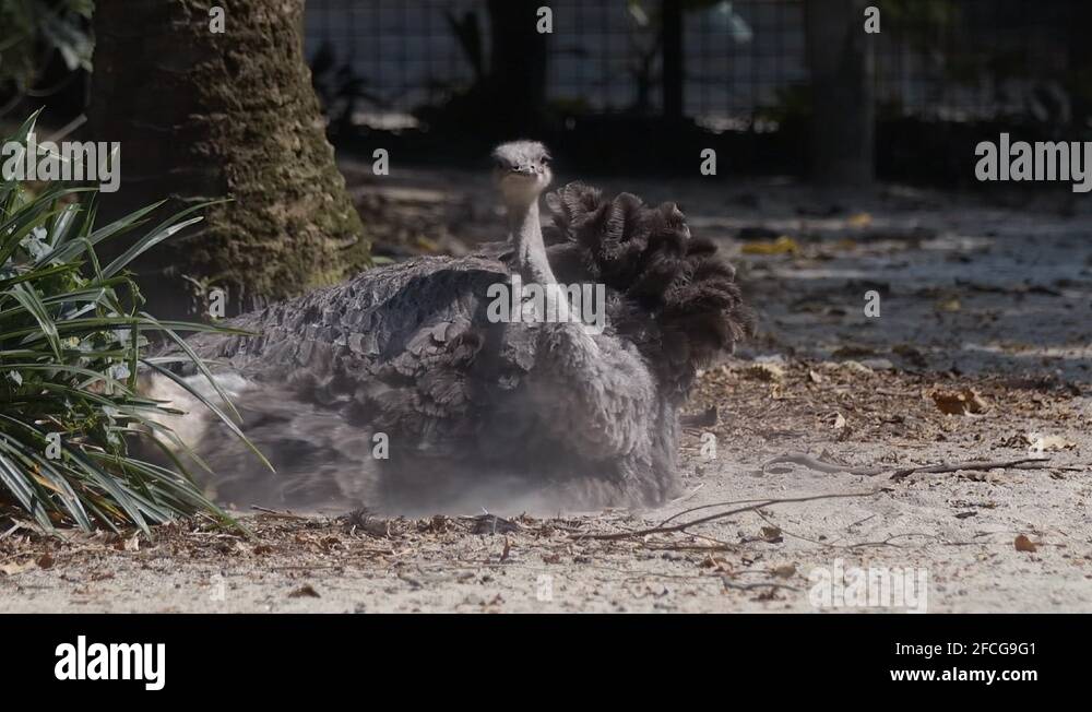 Plants in a bath Stock Videos & Footage - HD and 4K Video Clips - Alamy