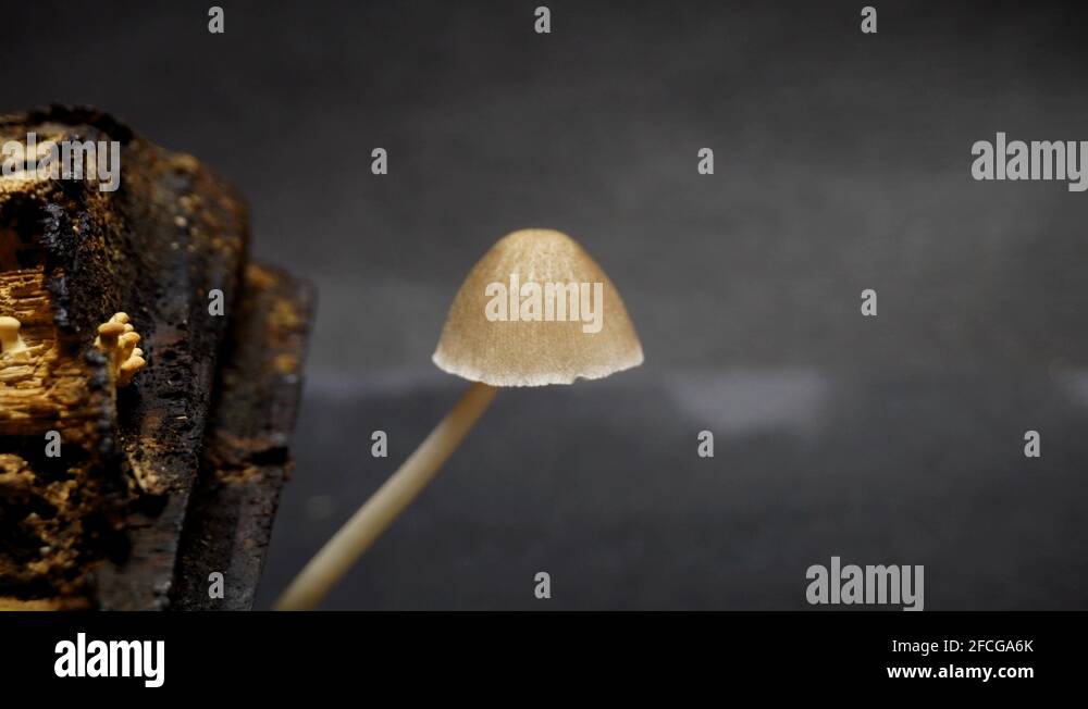Mushroom grows from rotting log and opens its cap in time-lapsed motion ...