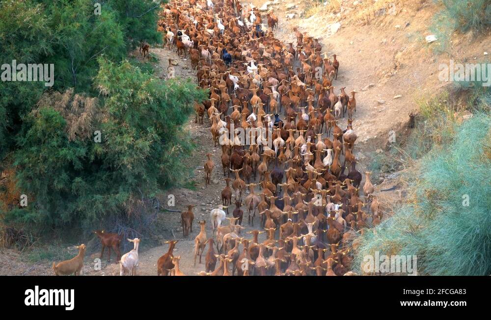 Herding animals goats Stock Videos & Footage - HD and 4K Video Clips ...