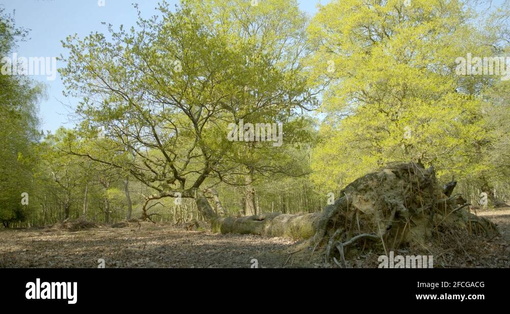 Fallen tree with roots exposed Stock Videos & Footage - HD and 4K Video ...