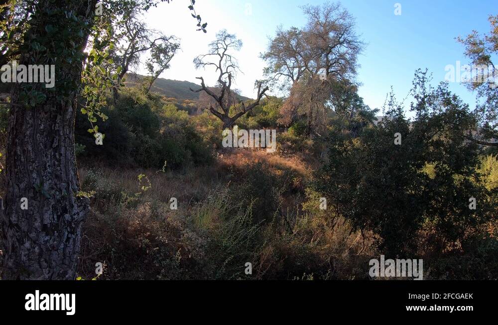 Spooky oak Stock Videos & Footage - HD and 4K Video Clips - Alamy