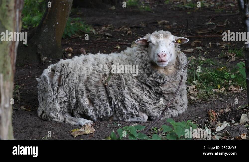 Homemade sheep Stock Videos & Footage - HD and 4K Video Clips - Alamy