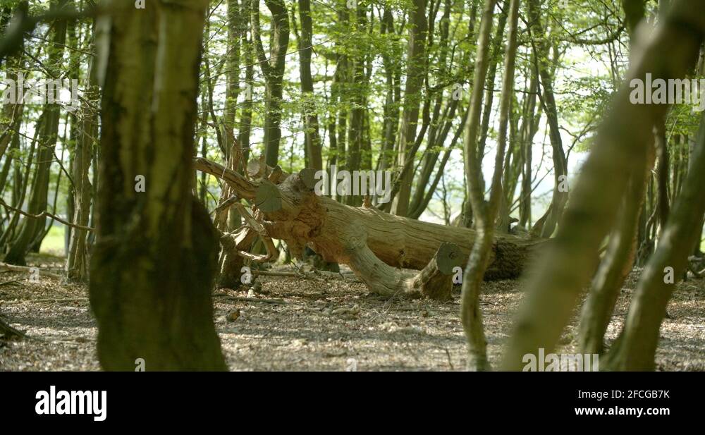 Dead woodland tree Stock Videos & Footage - HD and 4K Video Clips - Alamy