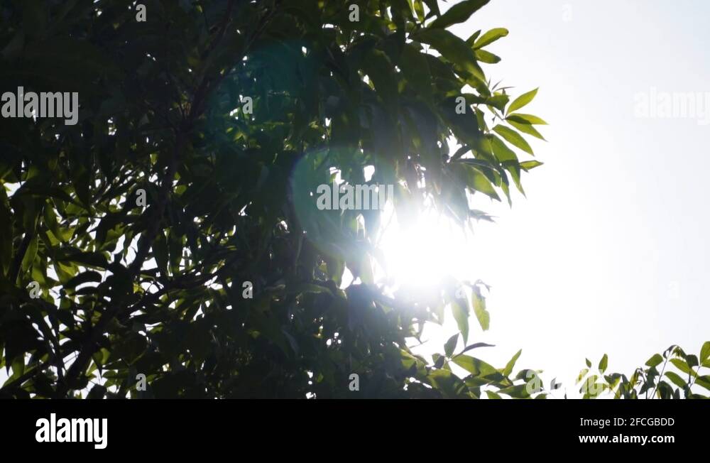 Tree full of leaves Stock Videos & Footage - HD and 4K Video Clips - Alamy