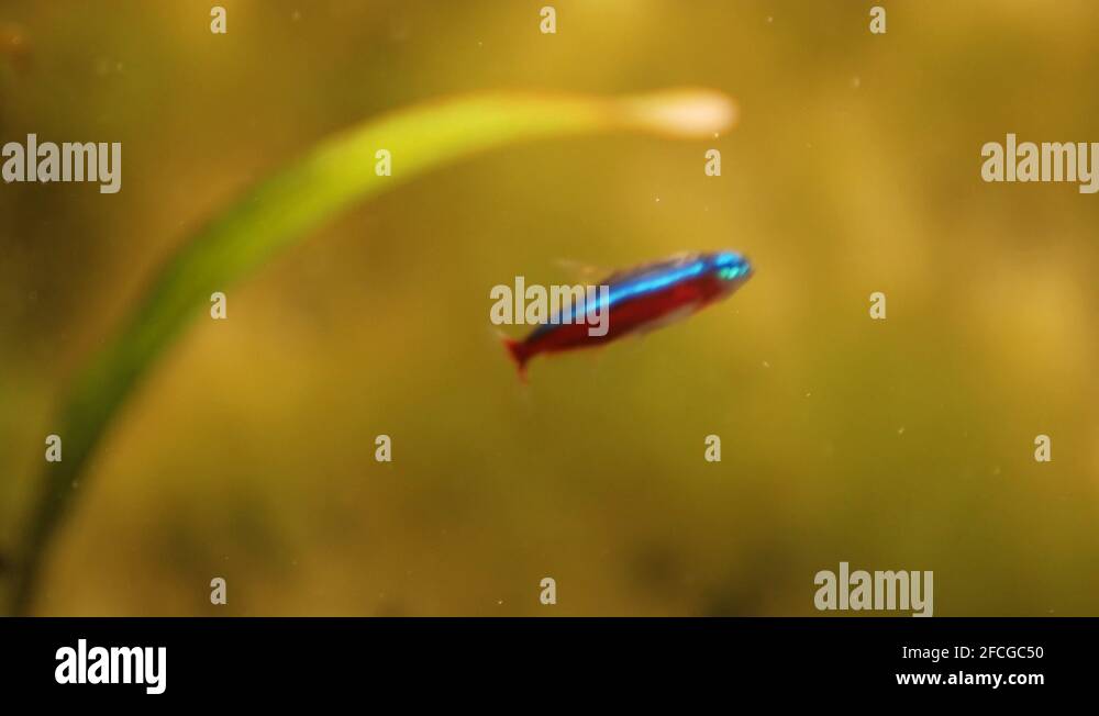 Neon blue fish Stock Videos & Footage - HD and 4K Video Clips - Alamy