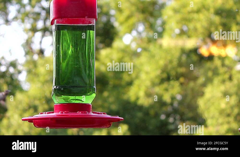 Beautiful hummingbirds eating from feeder Stock Videos & Footage - HD ...