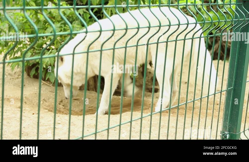 Wolf digging Stock Videos & Footage - HD and 4K Video Clips - Alamy