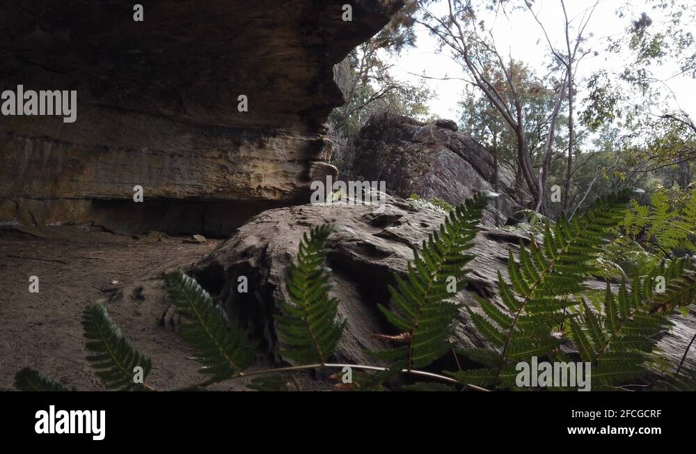 Jungle cave Stock Videos & Footage - HD and 4K Video Clips - Alamy