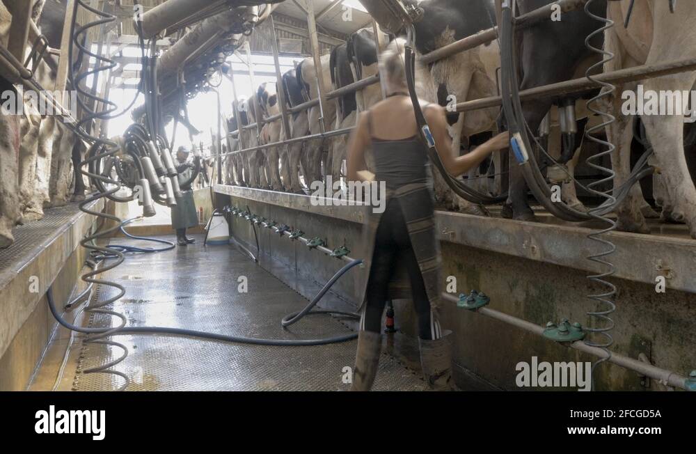 Working milking cattle cows Stock Videos & Footage - HD and 4K Video ...