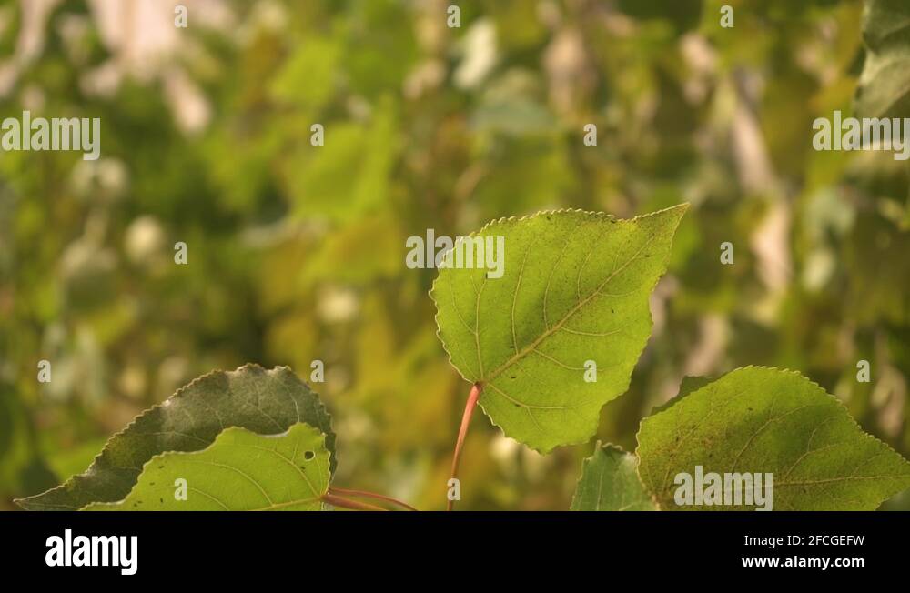 Big tree leaves Stock Videos & Footage - HD and 4K Video Clips - Alamy